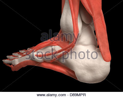 Menschlicher Fußmuskeln, Abbildung Stockfoto, Bild: 118698665 - Alamy