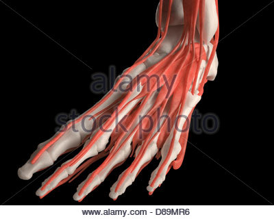 Menschlichen Fuß Muskeln Anatomie Stockfoto, Bild: 218955203 - Alamy