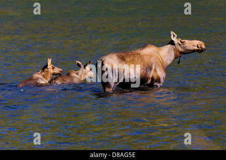 Weibliche Elche und zwei Kälbern schwimmen in Town Lake, Chitina ...