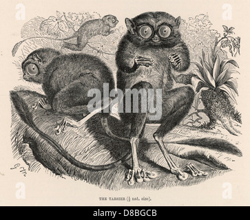 Western-Koboldmaki (Tarsius Bancanus) in den Regenwald, Borneo ...