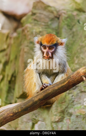 Patas Affe, rote Guenon, roter Affe, Husaren-Affe, Nisnas (Erythrocebus ...