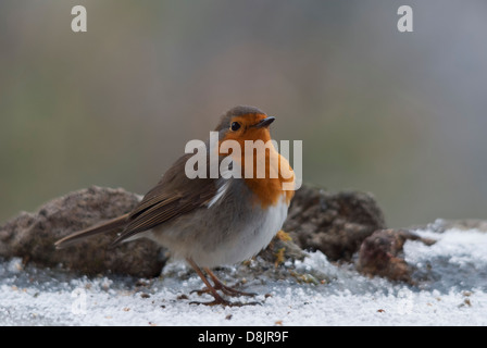 Rotkehlchen (Erithacus Rubecula) Erwachsenen am Nest mit Küken, die ...