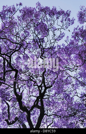 Jacaranda-Baum gegen blauen Himmel Studie in blauen tropischen ...