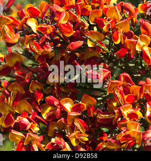 Goldenen rot blühenden Ginster Strauch Cytisus Lena in Blume in einem ...