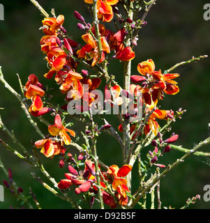 Goldenen rot blühenden Ginster Strauch Cytisus Lena in Blume in einem ...