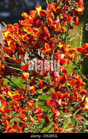 Goldenen rot blühenden Ginster Strauch Cytisus Lena in Blume in einem ...