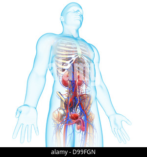 Die menschlichen männlichen Harnblase und Harnröhre Stockfoto, Bild ...