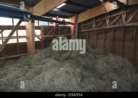 Drehen das Heu Stroh & Silo in einer Scheune mit einem obenliegenden ...