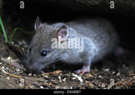 Juvenile braune Ratte (Rattus Norvegicus) hängen von einem Fuß und ...