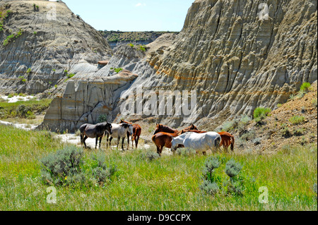 Wildpferd, Theodore Roosevelt Nationalpark, North Dakota, USA, USA ...