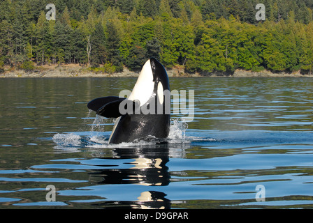 Meer, Killerwale, Orcinus Orca, Touch, Unterwasser Aufnahme Ozean, Wale ...