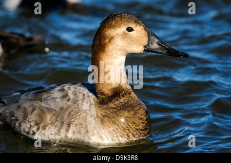 Weibliche Canvasback Ente Stockfotografie - Alamy
