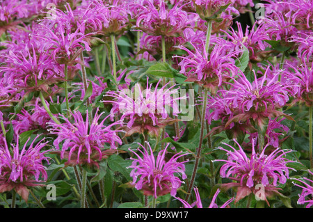 Monarda Didyma "Violett Königin". Bergamotte Blumen. Goldmelisse ...