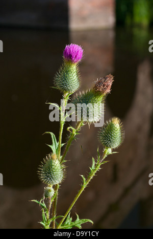 Wilde rosa blühende Distel. Violette Blüten. Blühende Blumen. Rosa ...