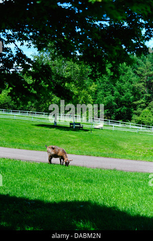 Tokara Ziege im Makiba Park (Japan Stockfotografie - Alamy