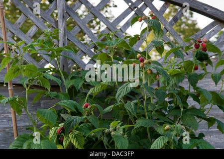 junge Himbeer Busch im Garten wächst Stockfotografie - Alamy