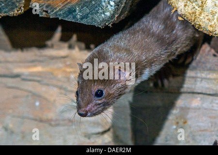 Mustela nivalis (Wiesel, mindestens Wiesel). Familie Mustelidae. Baby ...