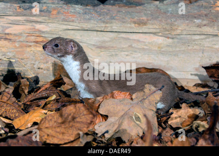 Mustela nivalis (Wiesel, mindestens Wiesel). Familie Mustelidae. Baby ...
