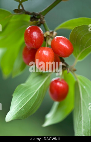 Carneol Kirschholz (Cornus Mas), Rinde ist geschält, Deutschland ...