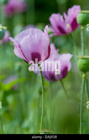 Schlafmohn (Papaver somniferum), blühenden Feld, Österreich ...