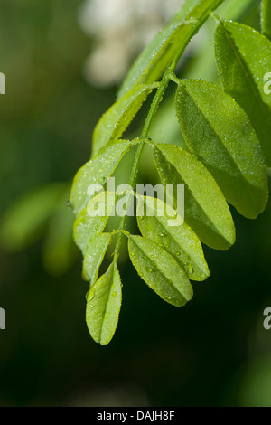 Robinie, gemeinsame Heuschrecke, Robinie (Robinia pseudo-Acacia ...