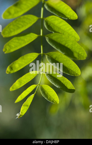Robinie, gemeinsame Heuschrecke, Robinie (Robinia pseudo-Acacia ...
