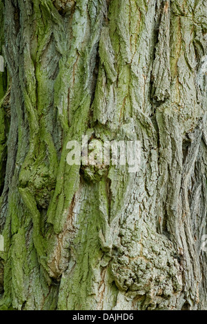 Robinie, gemeinsame Heuschrecke, Robinie (Robinia pseudo-Acacia ...