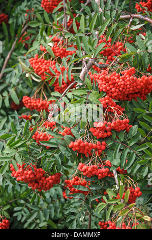 Europäische-Vogelbeerbaum, Eberesche (Sorbus Aucuparia), Zweig mit ...