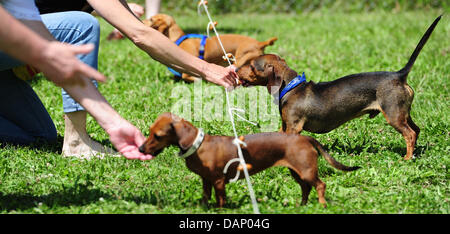 Ein Dackel nimmt Teil an einem Hund-Wettbewerb in München, Deutschland ...