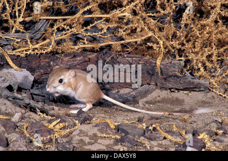 Eine wüste Känguru Ratte Stockfotografie - Alamy