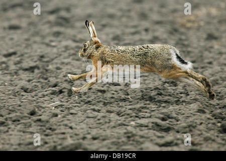 Ein Feldhase (lat.: Lepus Europaeus) ist auf einem Feld in Deutschland ...