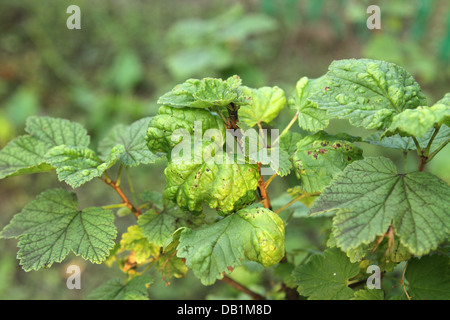 Johannisbeere Krankheiten Bilder