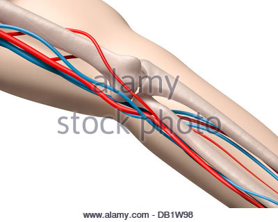 Ellbogengelenk der menschlichen Abbildung Vektor Abbildung - Bild ...