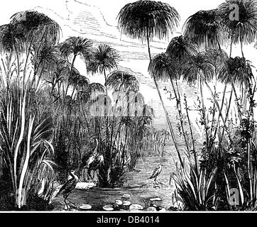 Gravur von Papyrus Pflanzen am Nil Stockfotografie - Alamy