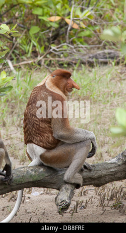 Nasenaffe oder Langnasen-Affe (Nasalis Larvatus), Männlich, Porträt ...