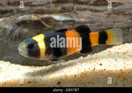 Hummel-Fisch, Bumblebee Grundel (Brachygobius Xanthozona), Schwimmen ...