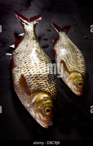 Der gewöhnliche rudd - Scardinius Erythrophthalmus. Fisch aus Europa ...