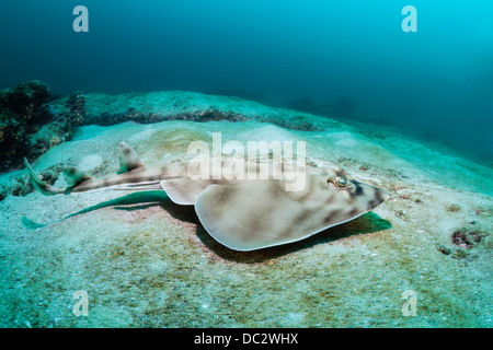Banded Guitarfish, Zapteryx Exasperata, Marine Nationalpark Cabo Pulmo ...