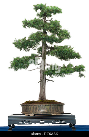 Wacholder (Juniperus Communis) als Bonsai-Baum in einem Topf ...