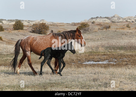 Wildpferd, Theodore Roosevelt Nationalpark, North Dakota, USA, USA ...