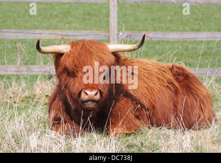 Haarige Kuh wollig Hochlandrinder Kühe zottigen lange Horn Hörner ...