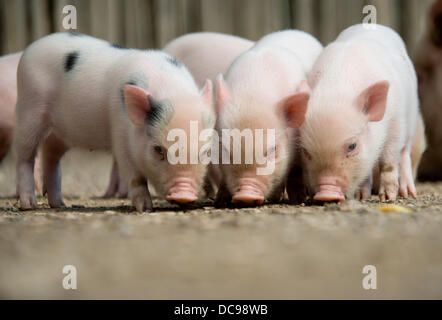 Ein Miniatur-Schwein ist in seinem Gehege im Zoo Hannover in Hannover ...
