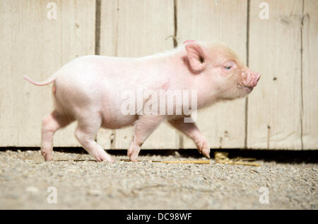 Ein Miniatur-Schwein ist in seinem Gehege im Zoo Hannover in Hannover ...