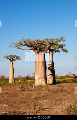 Afrikanische Affenbrotbaum, Adansonia digitata, bei Sonnenuntergang ...