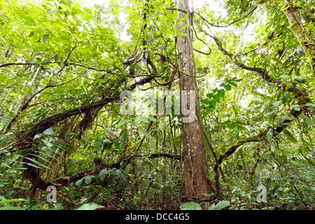 Lianen in einem Dschungel mit tropischer Vegetation in hellem ...