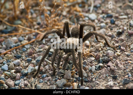 Lycosa Tarantula, eine Wolfsspinne in einer Wand in der Nacht. Die ...