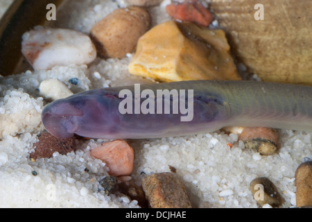 Bach, Neunaugen, Europäische Bach Bachneunauge (Lampetra Planeri ...