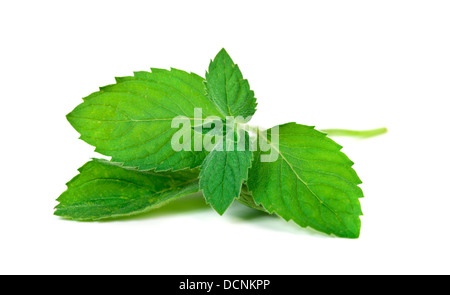 Pfefferminze über PNG transparenten Hintergrund isoliert Stockfoto ...