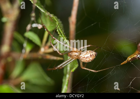 Blatt-Web Weaver, Linie weben Spinne, Linie Weber (Linyphia ...