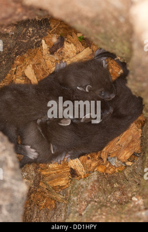 Europäischen Baummarder, baby, Baummarder, Tierbaby, Baum-Marder ...